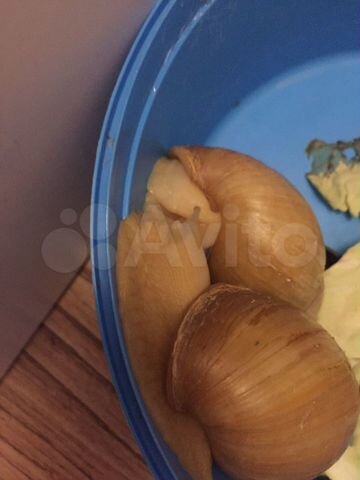 Улитки ахатины