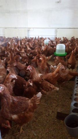 Куры несушки Ломан Браун 4,5 мес