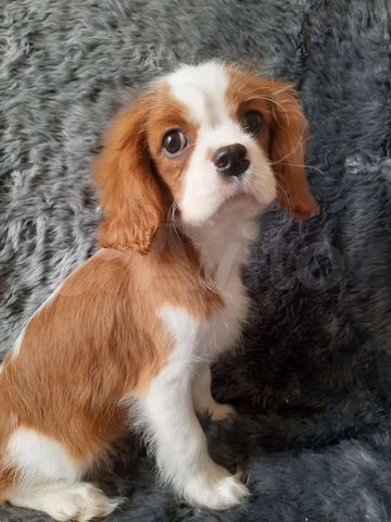 Девочка кавалерочка