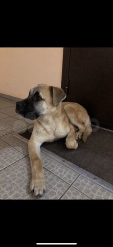 Собаки бесплатно в добрые руки