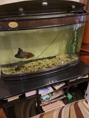 Аквариумные