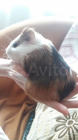 Морская свинка