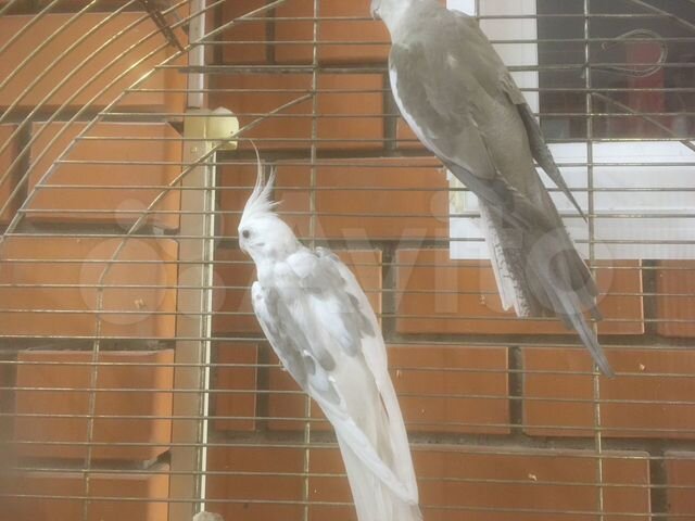 Попугаи корелла пара питомник Медвежьи озёра