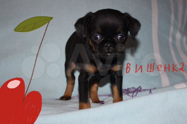 Щенки брюссельского гриффона и пти-брабансона