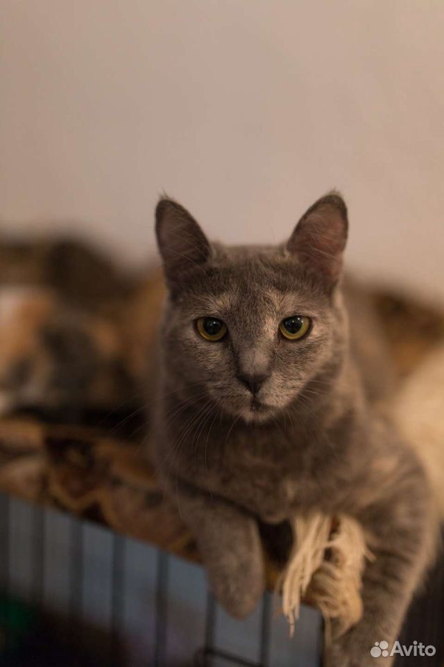 Кошка Полина