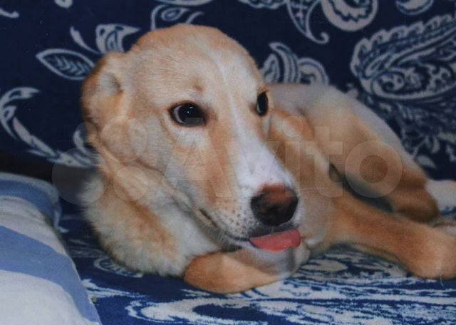 Тема - щенок с душой лабрадора