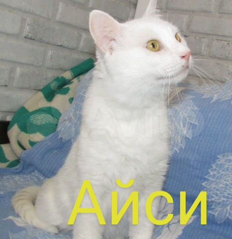 Белоснежный Айси в добрый дом