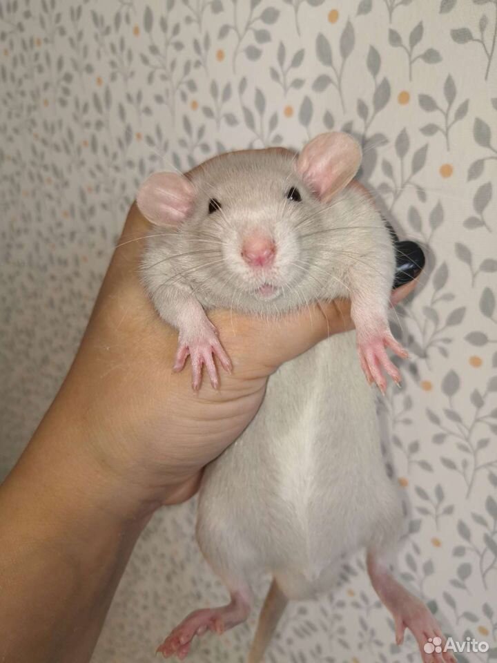 Крысы Крыски Крысята Мальчики