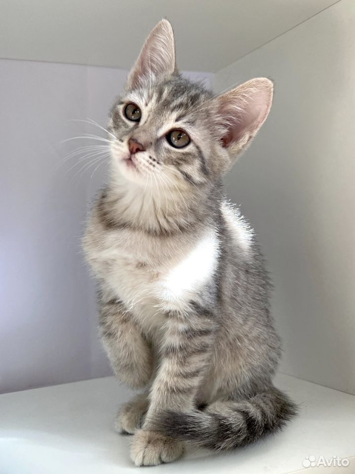 Котёнок Шипучка