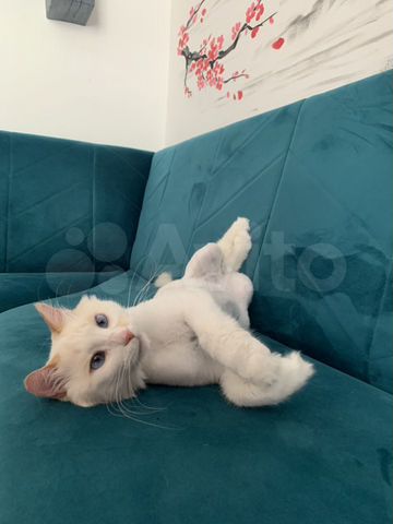 Полупородистый кот