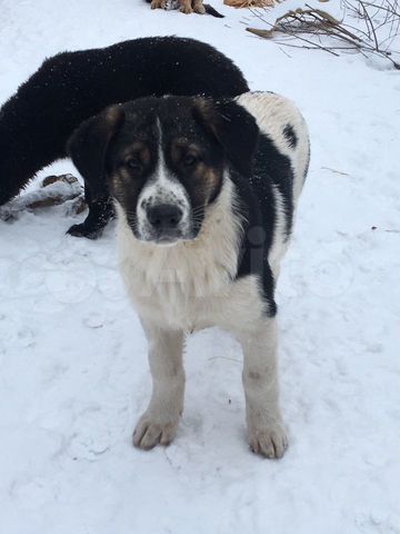 Чара, 3 мес, привита