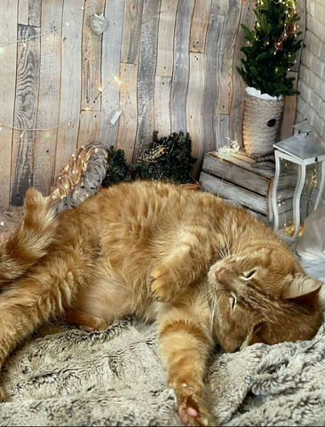 Кошка ищет дом