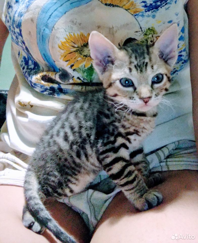 Отдам котят в добрые руки