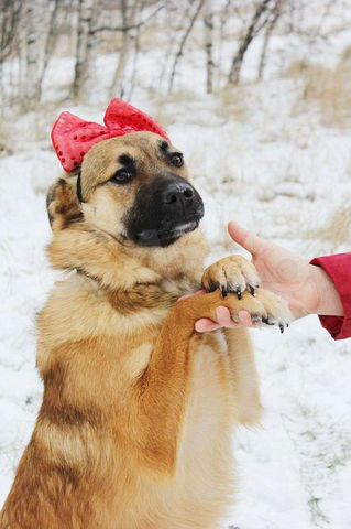 Очень скромная собака Фокси из приюта