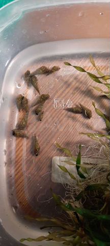 Грунтовые улитки мелании