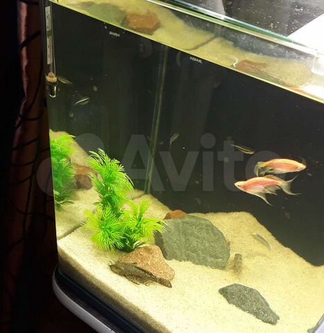 Аквариумные рыбки бесплатно