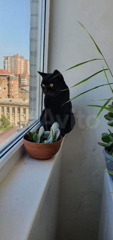 Породистый британец ждёт британочку в гости/ вязка