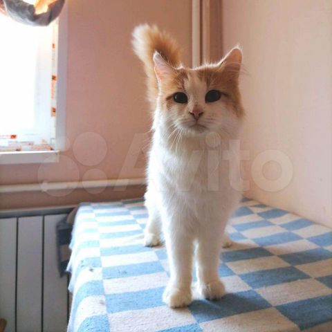 Кошечка в добрые руки, стерилизована