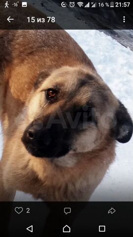 Рыжее солнце