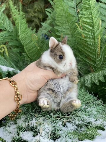Мини кролики (ручные)