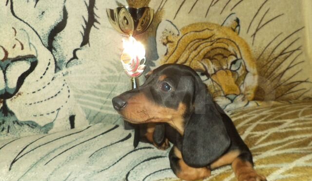 Мальчик таксик