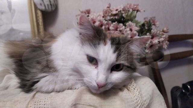 Две кошечки - потеряшки