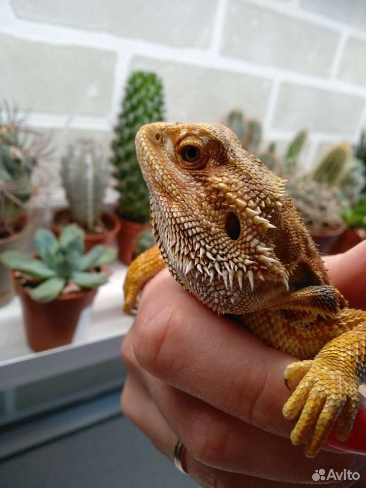 Агама бородатая,самец